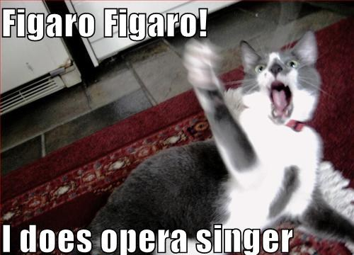 Funny Cat Memes 7 - ♠ - Cracking Ace